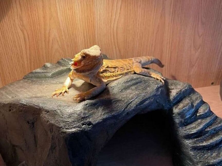 Камера для рептилий