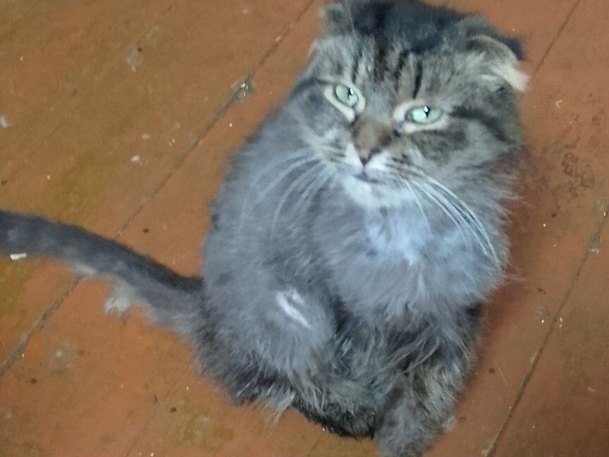 Кошка вислоухая, молодая