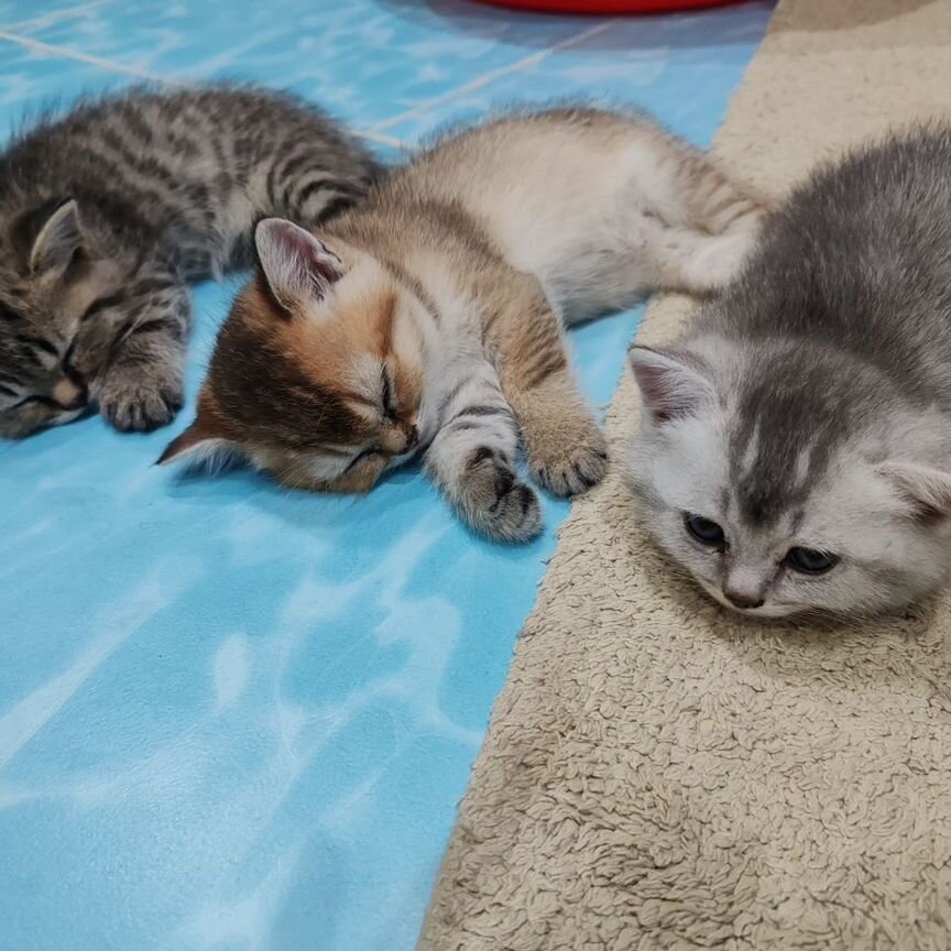Шотландские котята