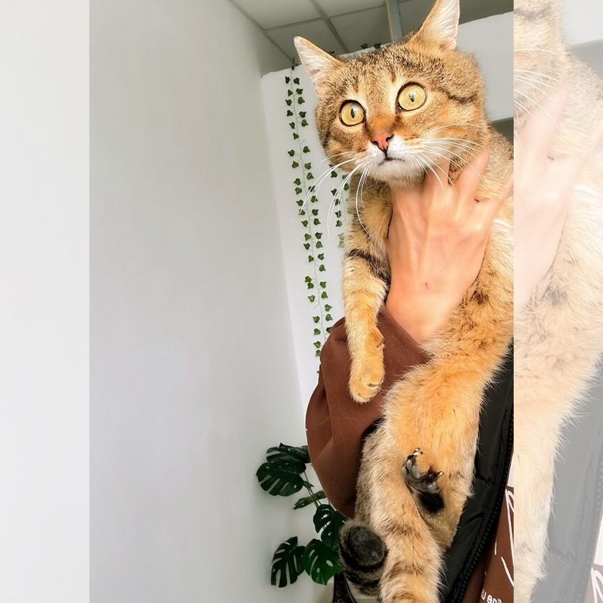 Взрослый кот в добрые руки