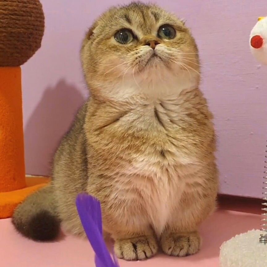 Манчкин котёнок