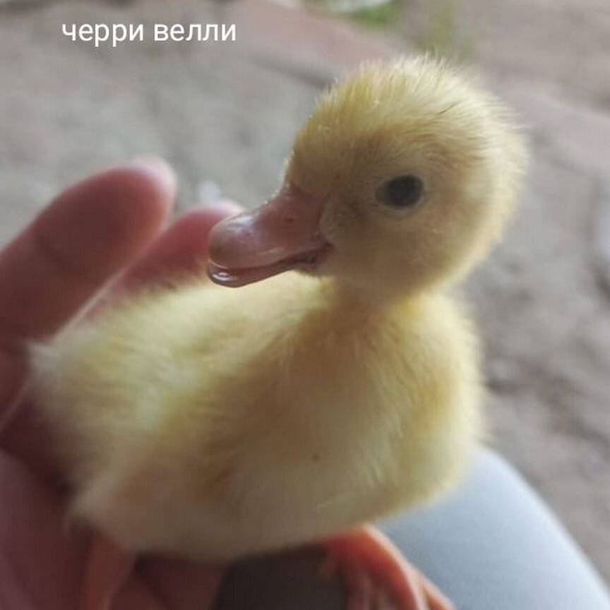 Утята черри велли
