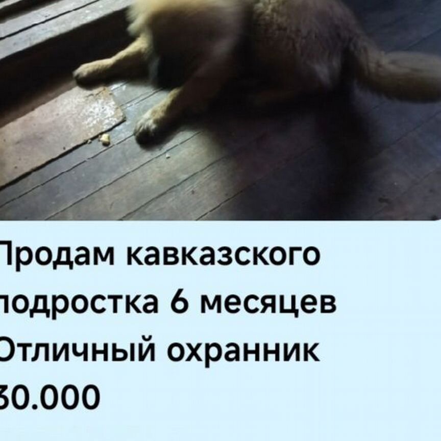 Кавказская овчарка, щенок