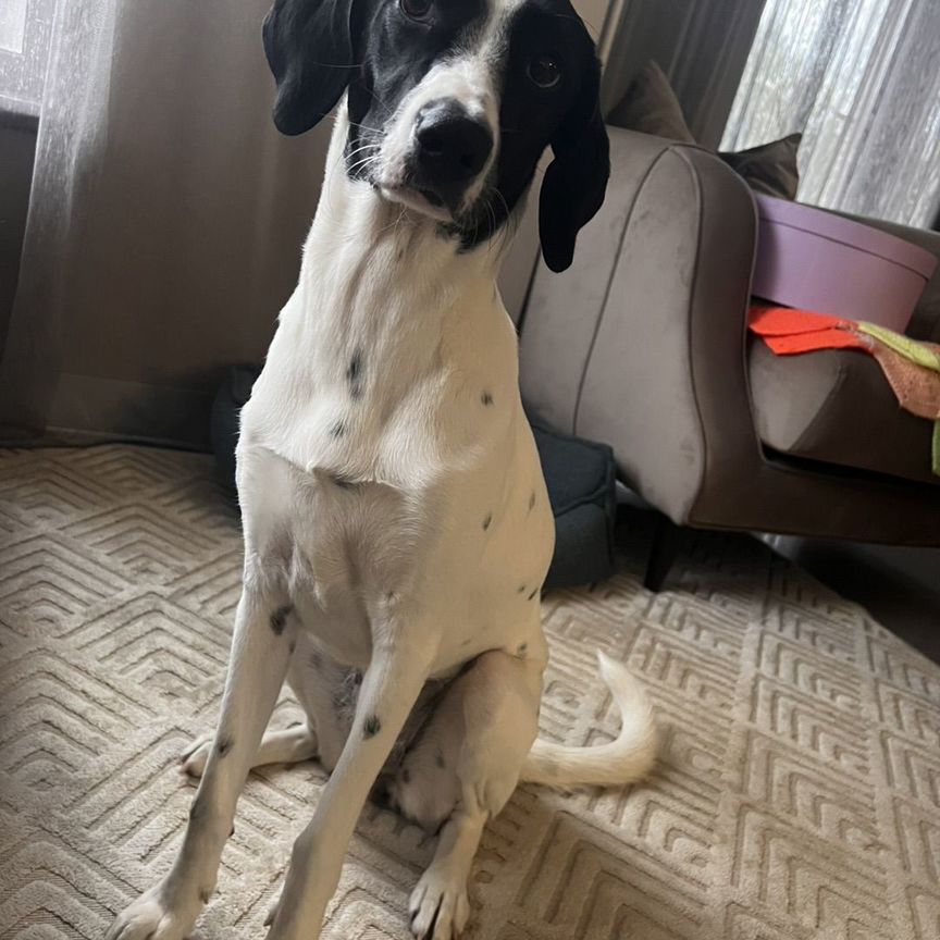 Домашние животные собаки