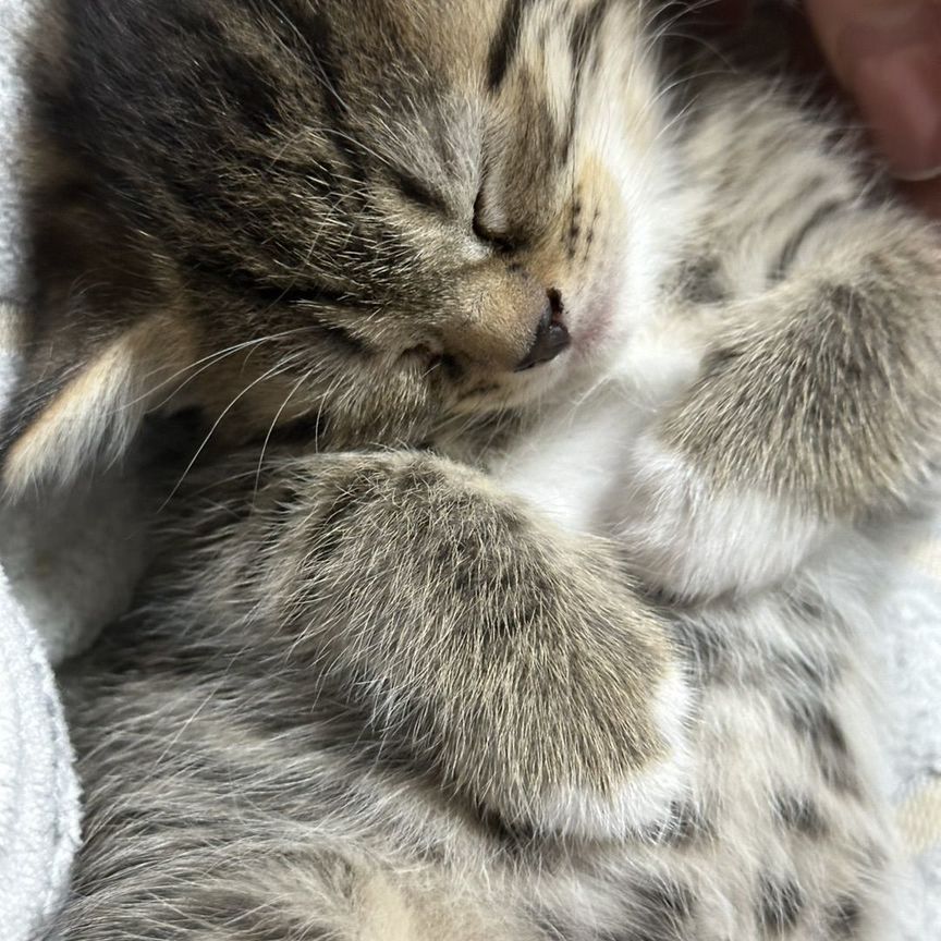 Котенок, помесь британца с обычной кошкой