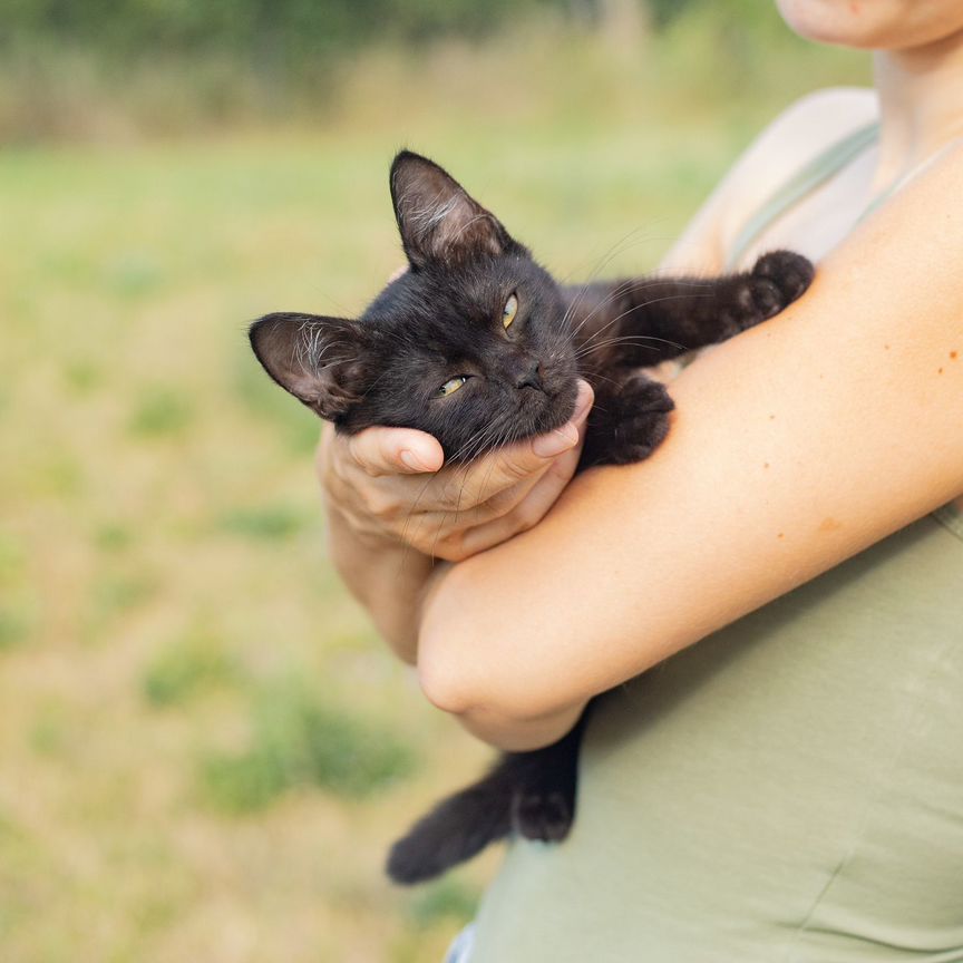 Котенок Дрю в добрые руки