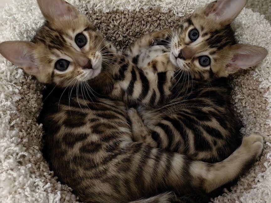 Бенгальские котята