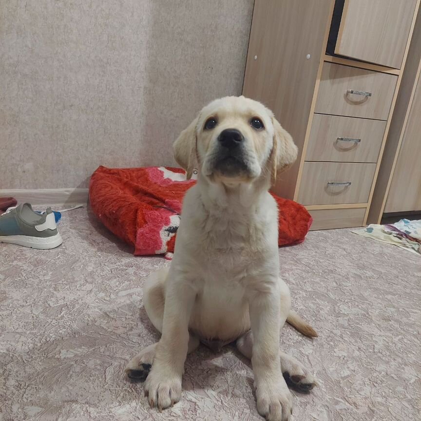 Щенок Лабрадора 2 месяца