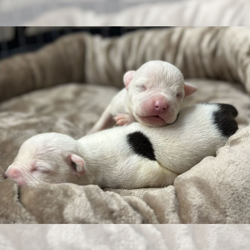 Американский булли, щенок