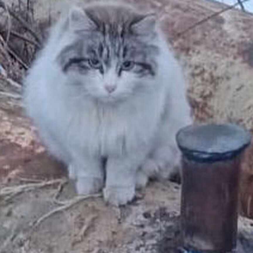 Взрослая кошка в добрые руки