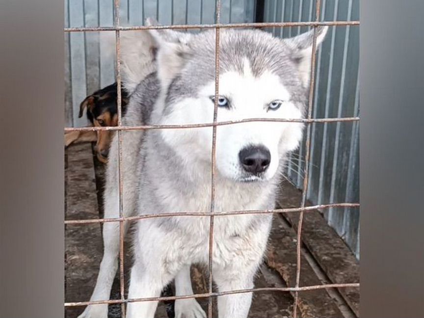 Сибирский хаски в беде