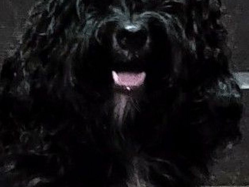 Кокапу щенок