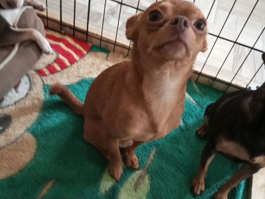 Вязка мини тойчик