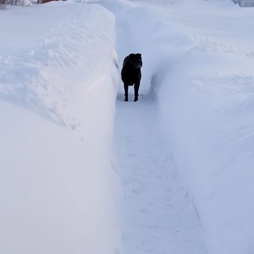 Шарпей, взрослая собака