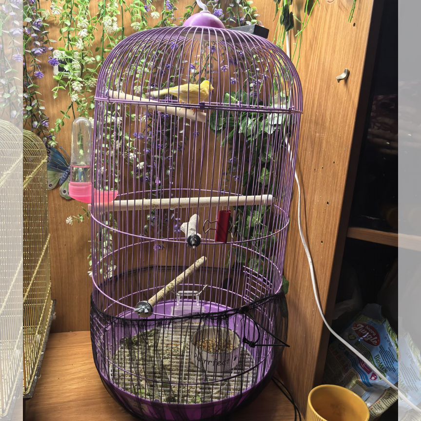 Кенар, поющий мальчик с клеткой