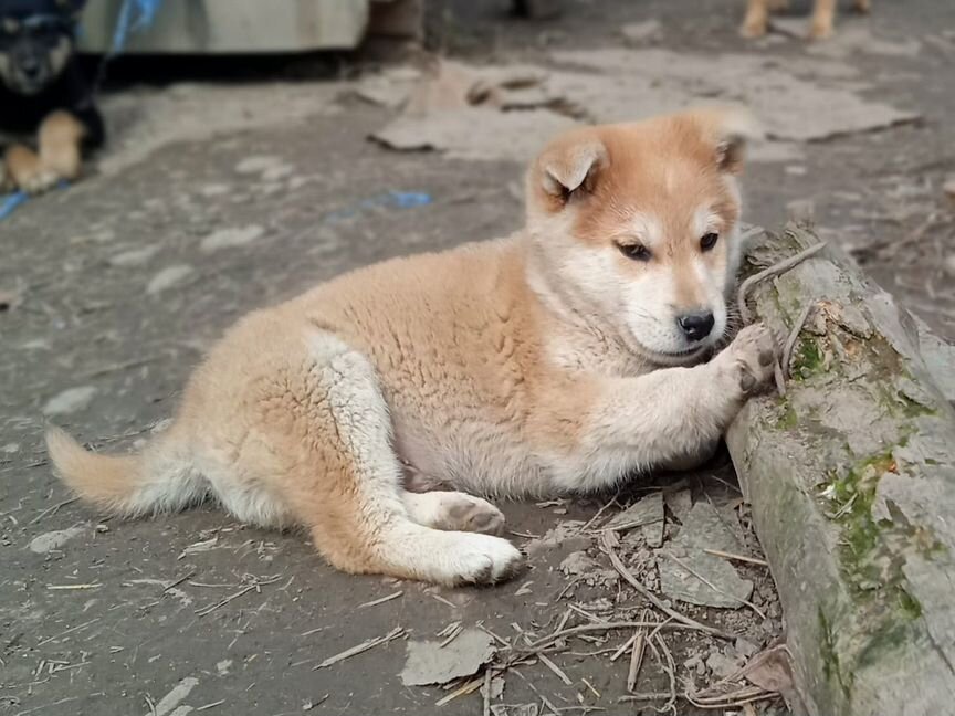 Красивейший щенок в заботливые руки