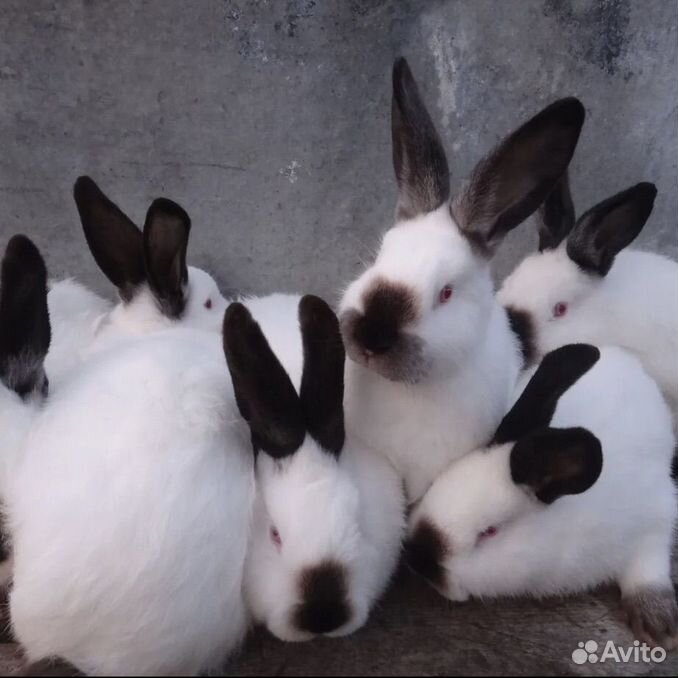 Кролик Калифорния