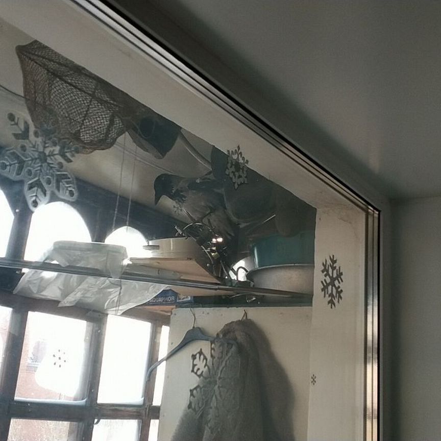 Серая-ворона Снежинка в добрые руки