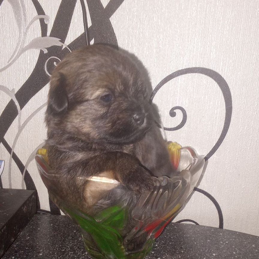 Пудель, щенок