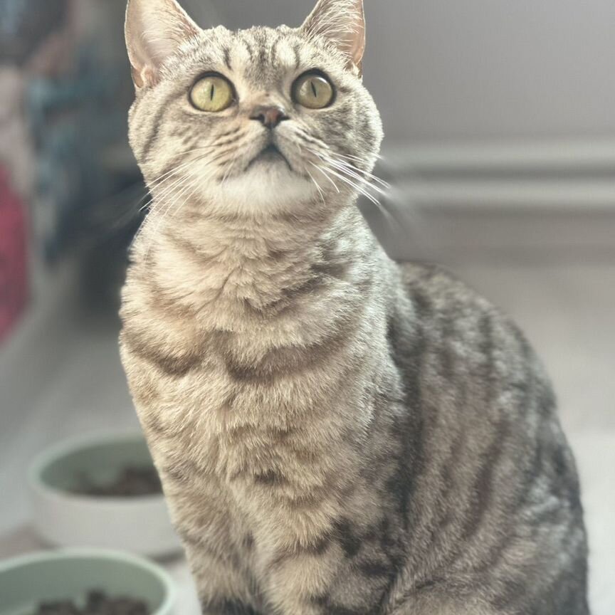 Британи ищет дом