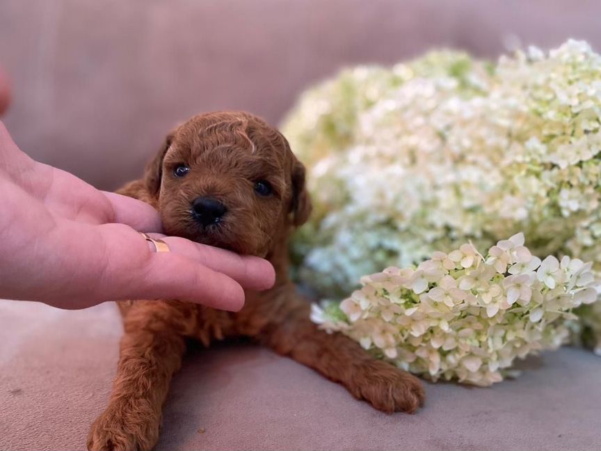 Той пудель мальчик 3 недели (резерв )