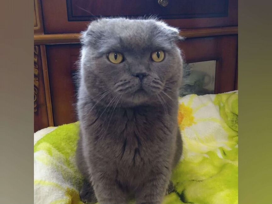 Шотландец вислоухий ищет дом