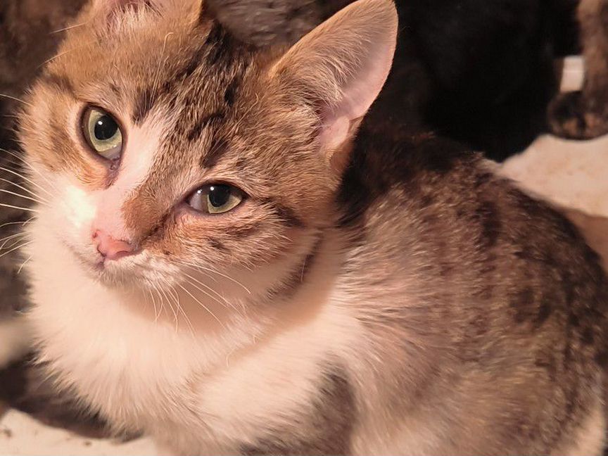 Чудный котенок ищет семью