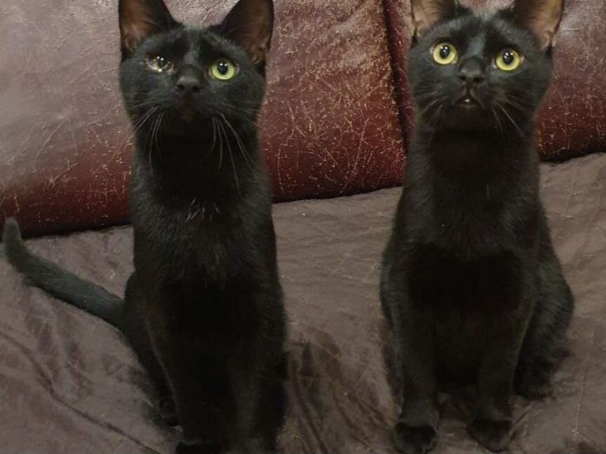Котята чёрные братья