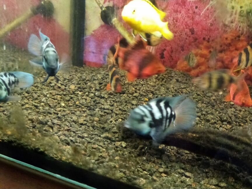 Аквариумные рыбки сапфировый попугай