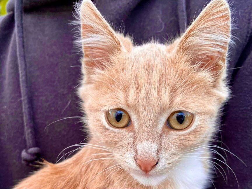 Рыжий котенок мальчик Пряник