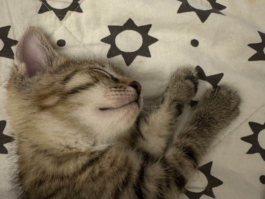 Котенок девочка, окрас табби