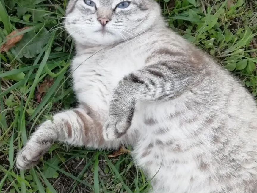 Котики бесплатно в добрые руки