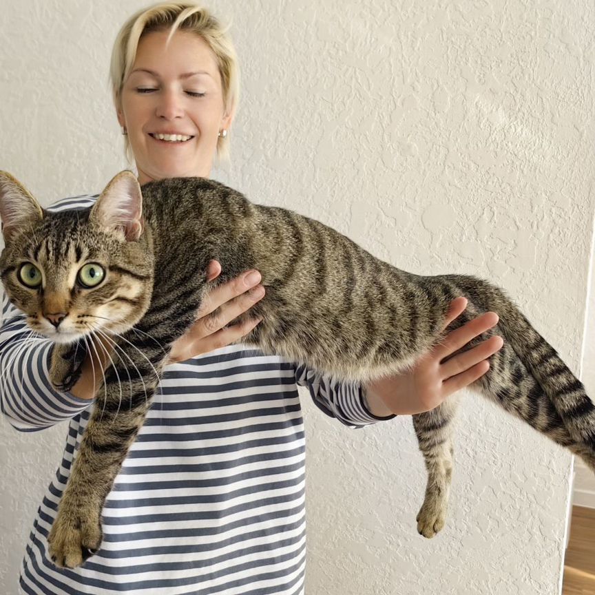 Кот Василий