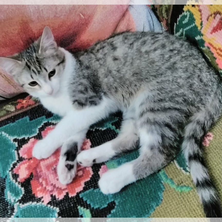 Котёнок в добрые руки