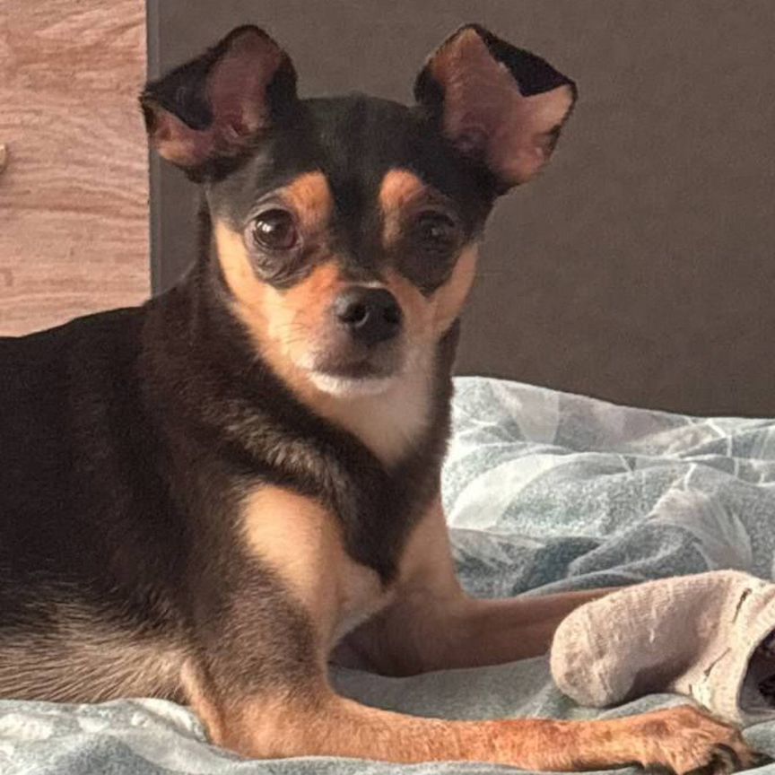 Русский той-терьер, взрослая собака