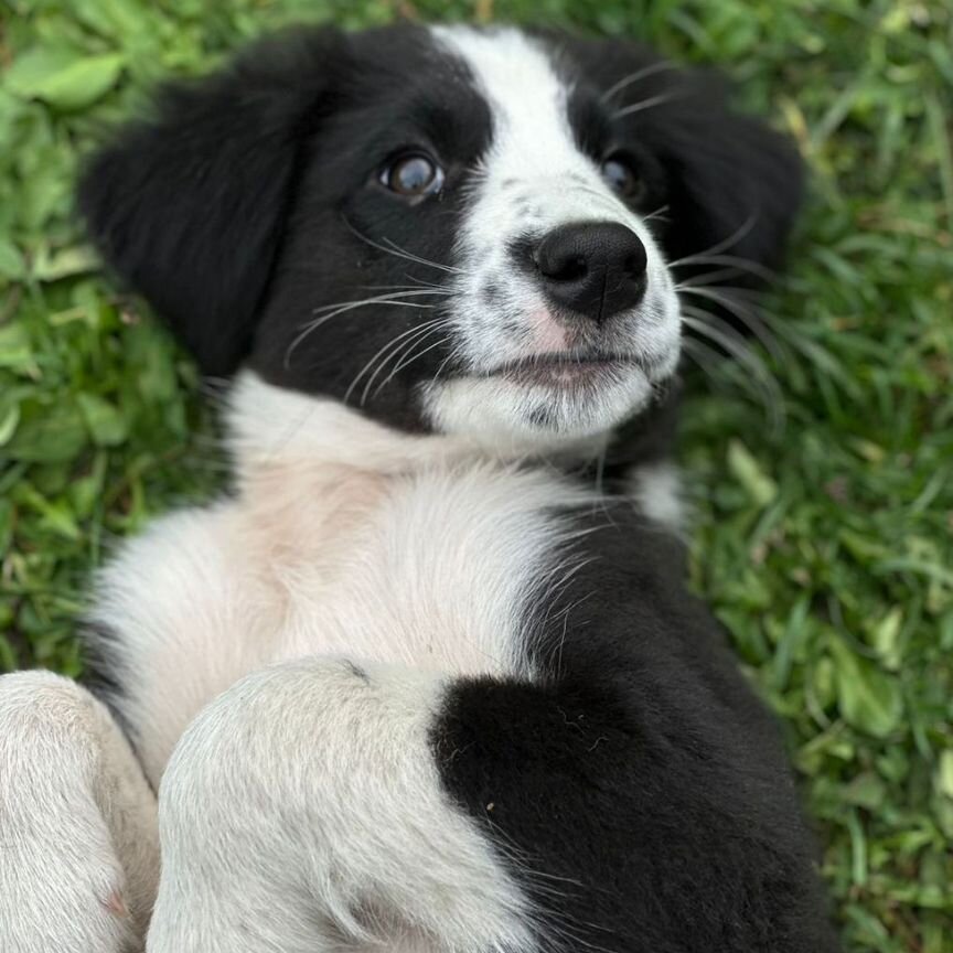 Щенок в добрые руки