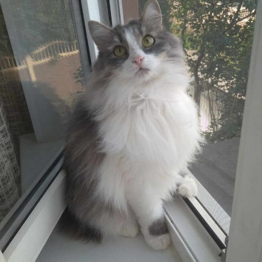 Кошки в добрые руки бесплатно