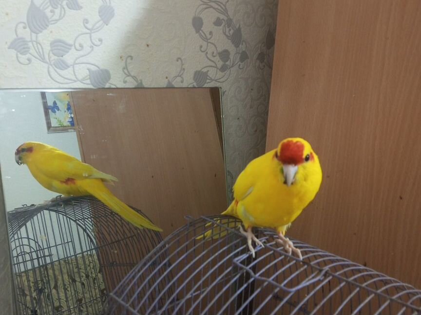 Попугай какарик