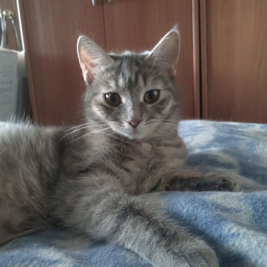 Кошка всё как полагается