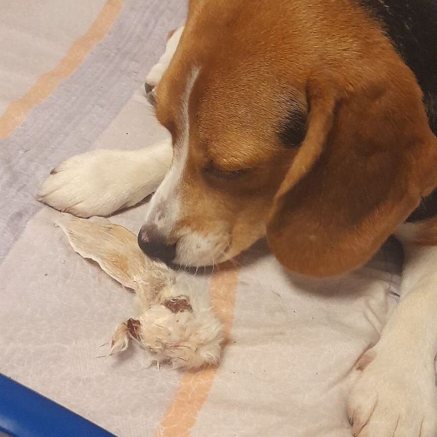 Отдам в добрые руки порода бигль