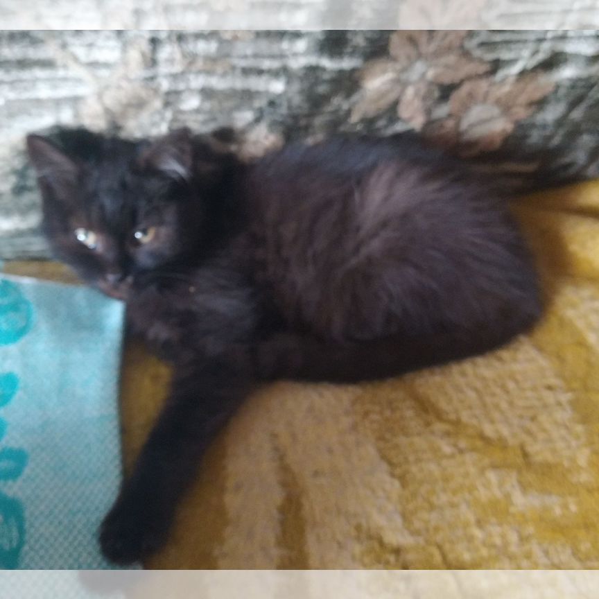 Котята