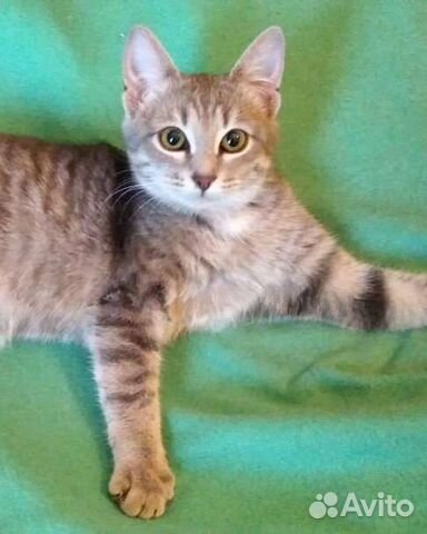 Кошечка-подросток Шпрота, 8 месяцев