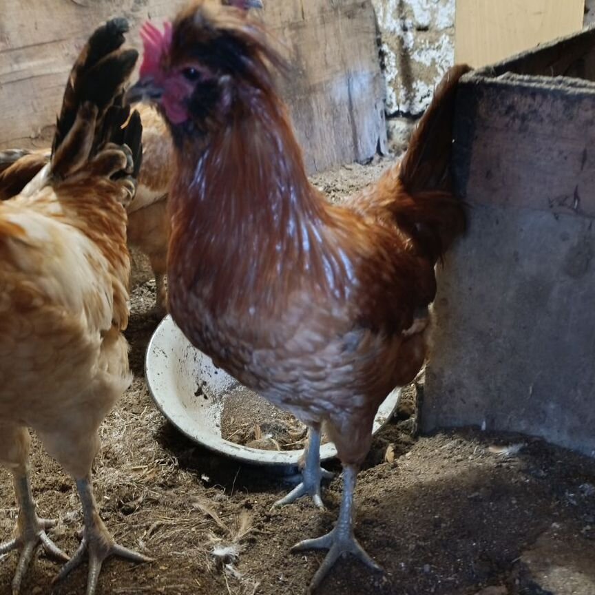 Продам Петухов