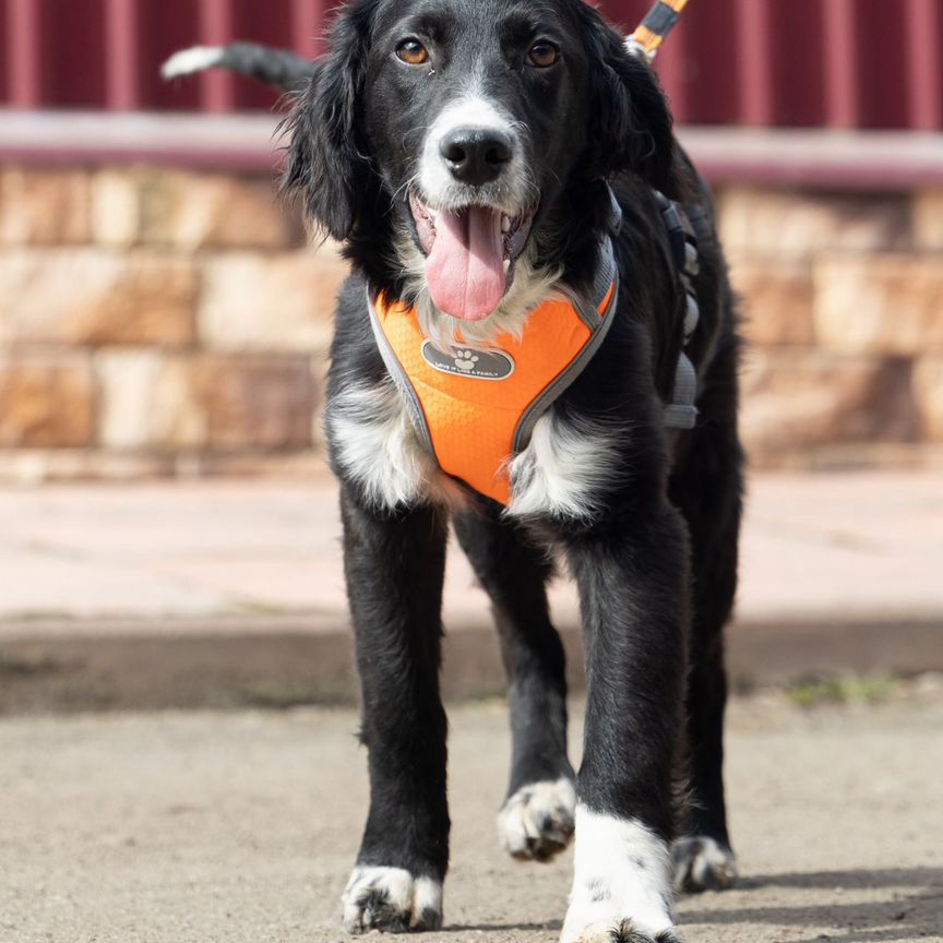 Русский охотничий спаниель, щенок