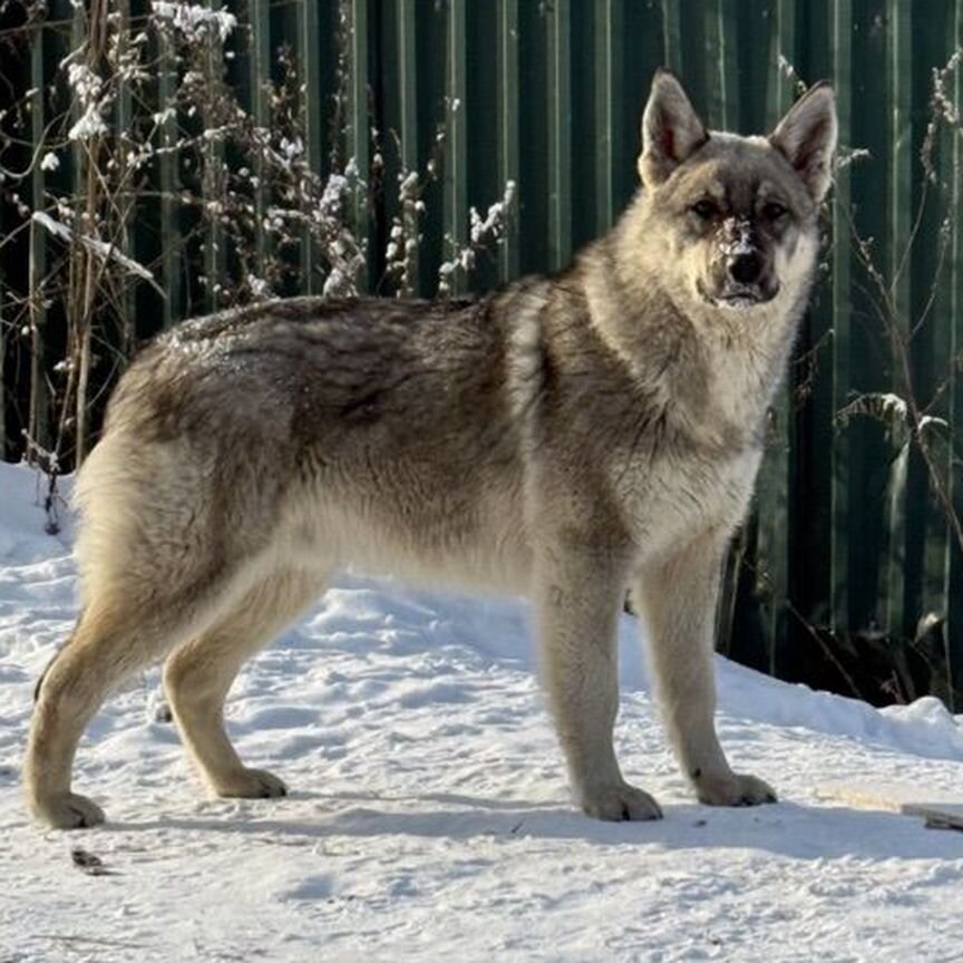 Лайка, взрослый пёс