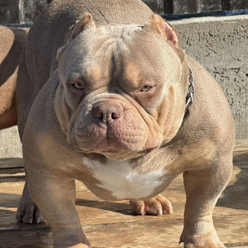 Американский Булли микро вязка