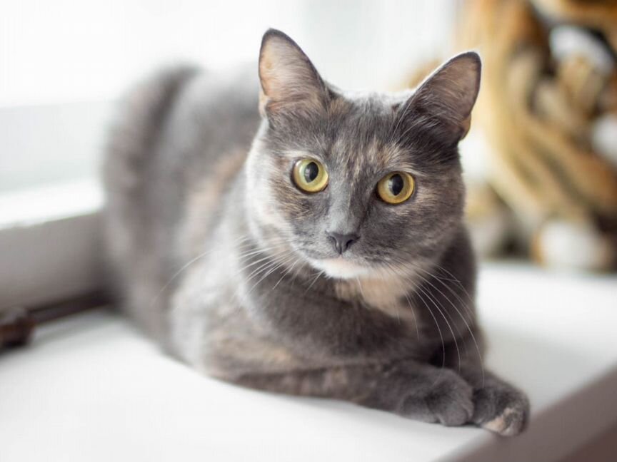 Дымочка в добрые руки