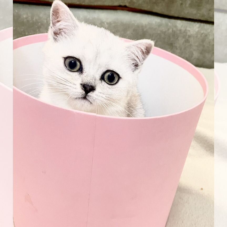 Шотландские страйты (прямоухие)