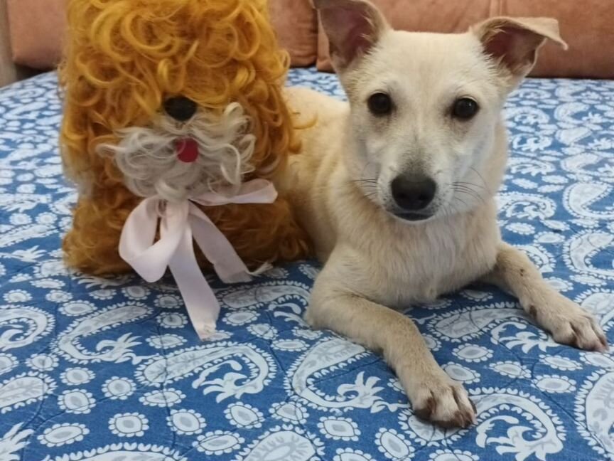 Собака в добрые руки