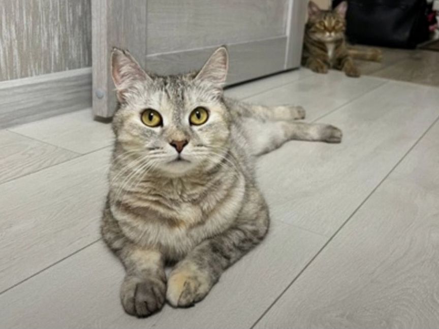 Кошечка ласкуша